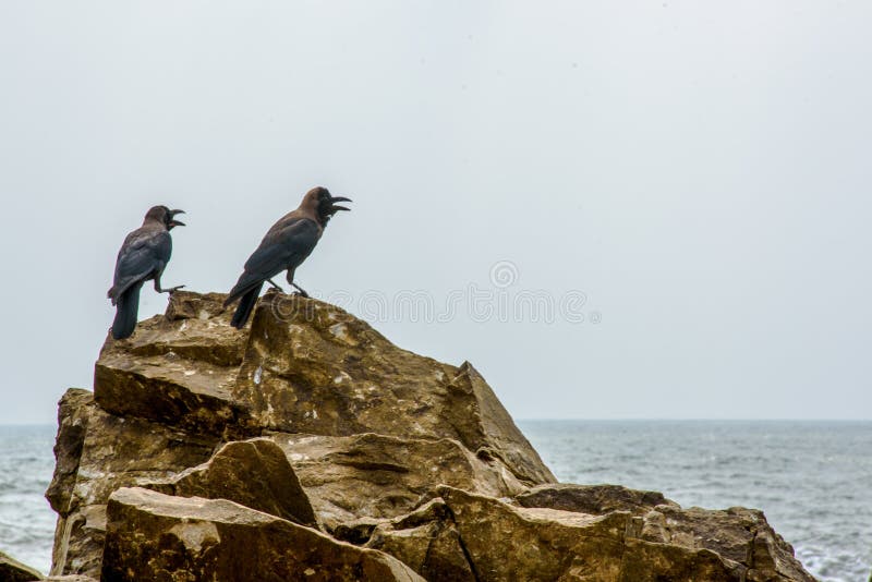 Two Black Crows Sitting on the Rocks Stock Photo - Image of corvus ...