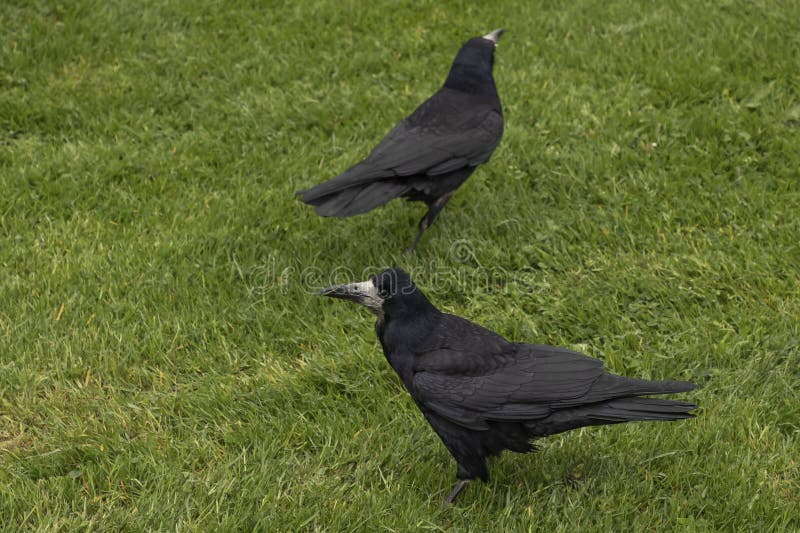 Two Black Crows Stood on the Grass Stock Image - Image of countryside ...