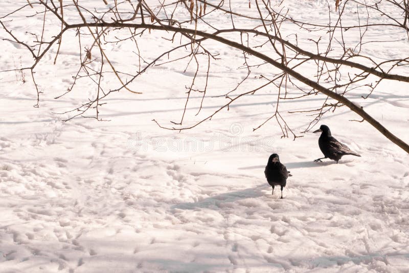 Two Black Crows Walk in the White Snow Under a Tree with Bare Branches ...