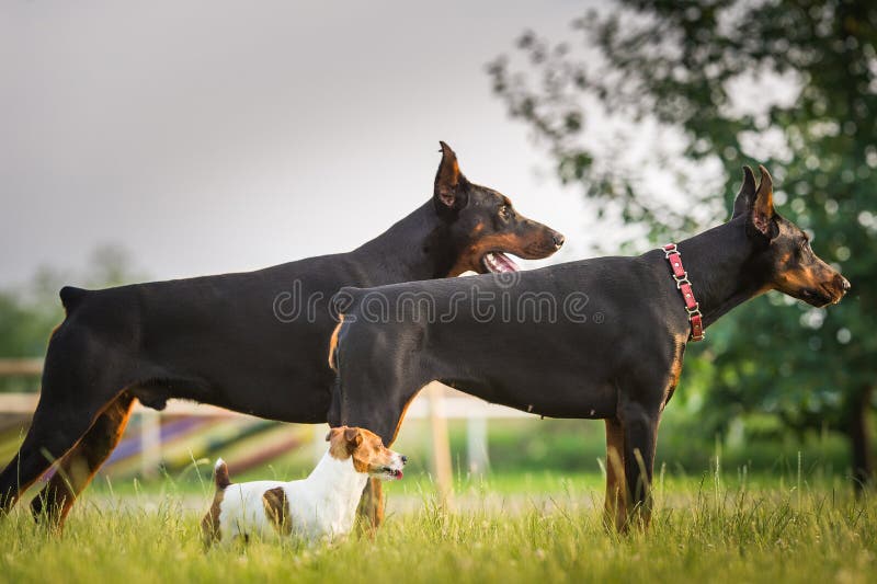 Two dobermans stock photo. Image of malicious, grass, muzzle - 9422014