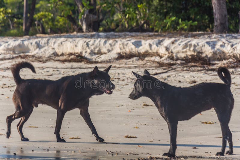 Two Black Dogs Meet at the Beach Stock Photo - Image of domestic, brown ...