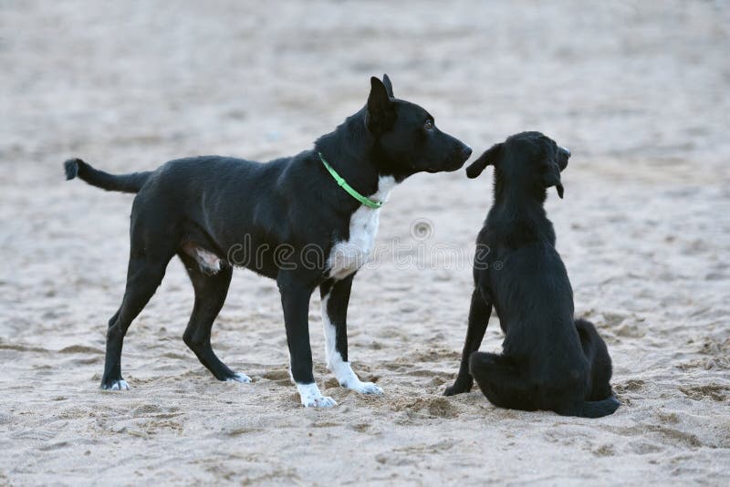 Two Black Dogs are Played in the Sand on the Beach Stock Photo - Image ...