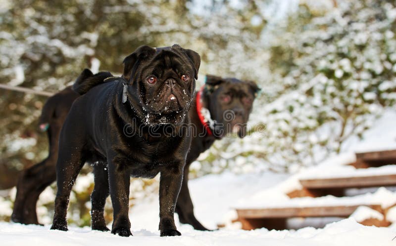 Two Black Dogs in Winter Forest Stock Photo - Image of woods, forest ...