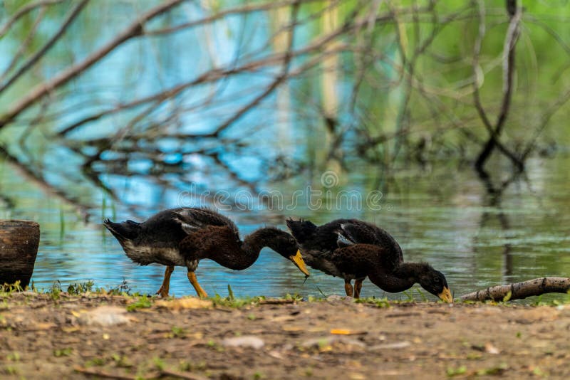 Two Black Ducks on the River Bank. Stock Photo - Image of ornithology ...