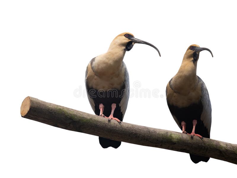 Two Black-faced Ibis Sitting on a Tree Log Isolated Stock Image - Image ...