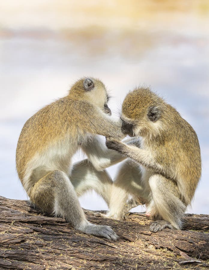 Two Black-faced Vervet Monkeys, Ceropithecus Aethiops, Interlocked ...