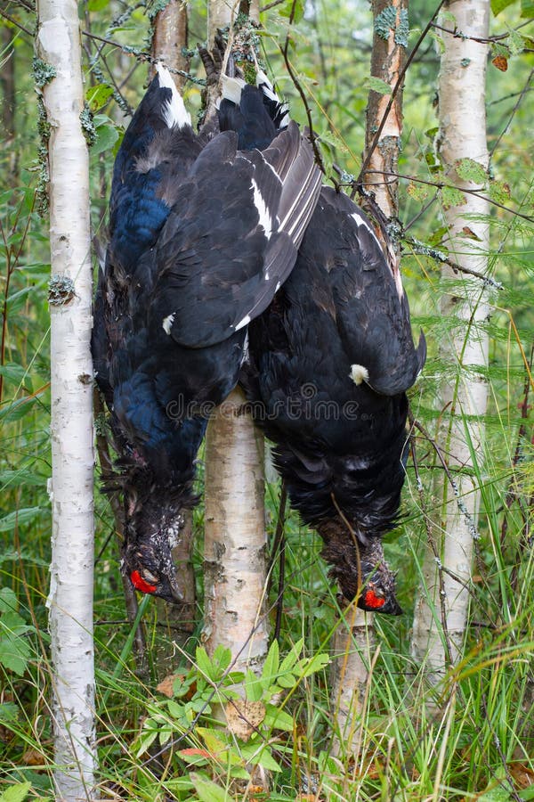 Two Black Grouse Shot Down by a Hunter Hang on a Tree Stock Image ...