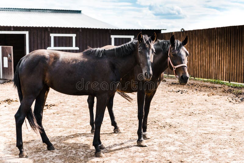 Two Black Horses Standing in Stable at Ranch and Looking Stock Image ...