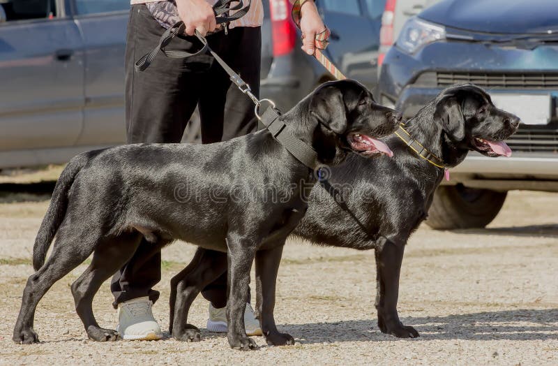 Two Black Labrador Dogs for a Walk Stock Photo - Image of casual ...