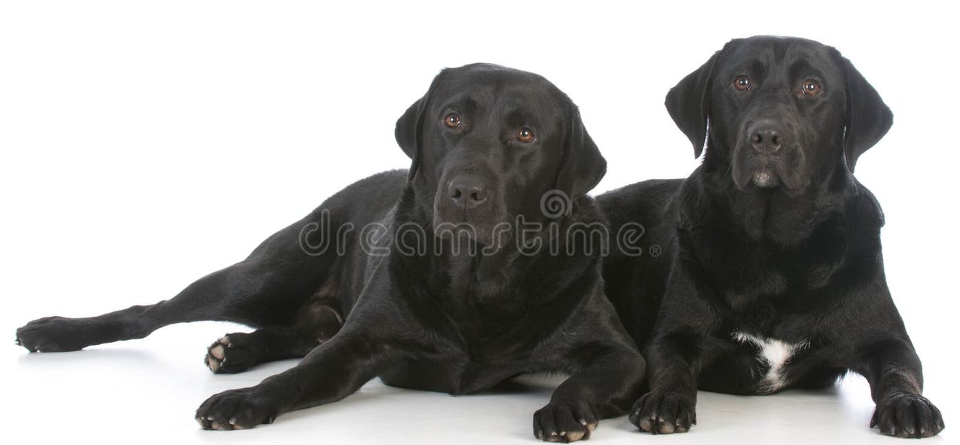 578 Black Labrador Laying Down Stock Photos - Free & Royalty-Free Stock ...