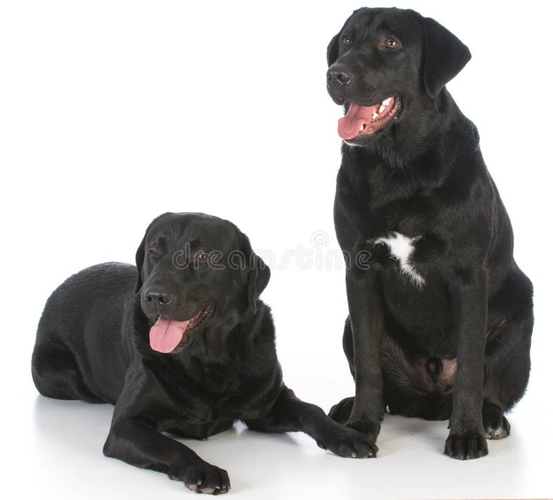 Black labrador retriever stock photo. Image of play, outdoor - 7030202