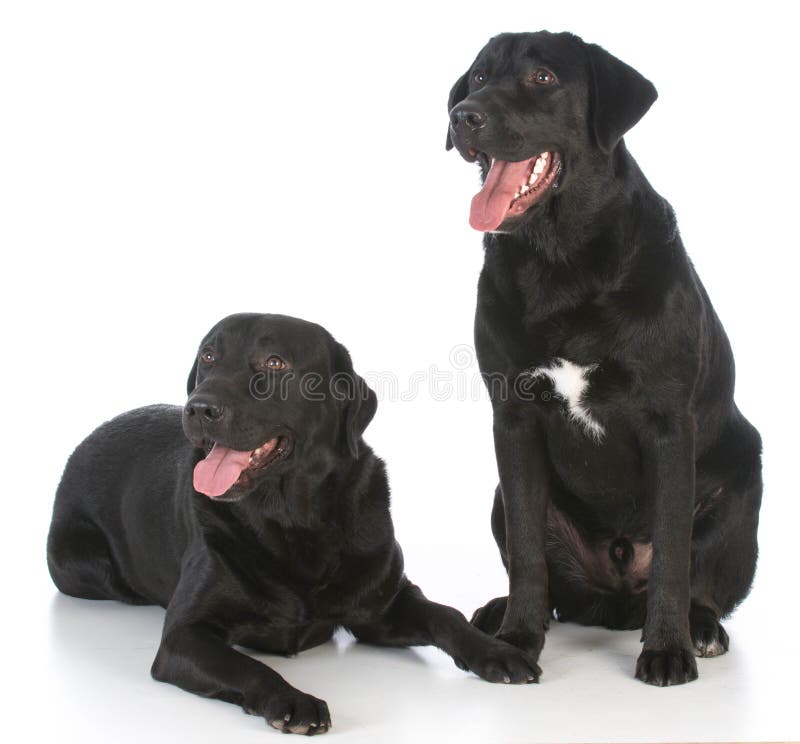 Black labrador retriever stock photo. Image of play, outdoor - 7030202