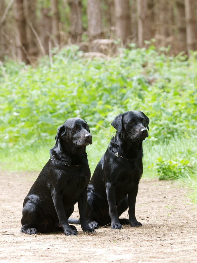 Two Black Labradors stock photo. Image of labrador, labradors - 208887678
