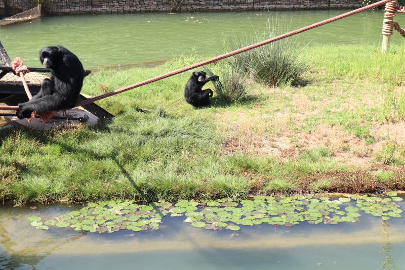 Two Black Monkeys Looking at Camera Stock Image - Image of camera ...