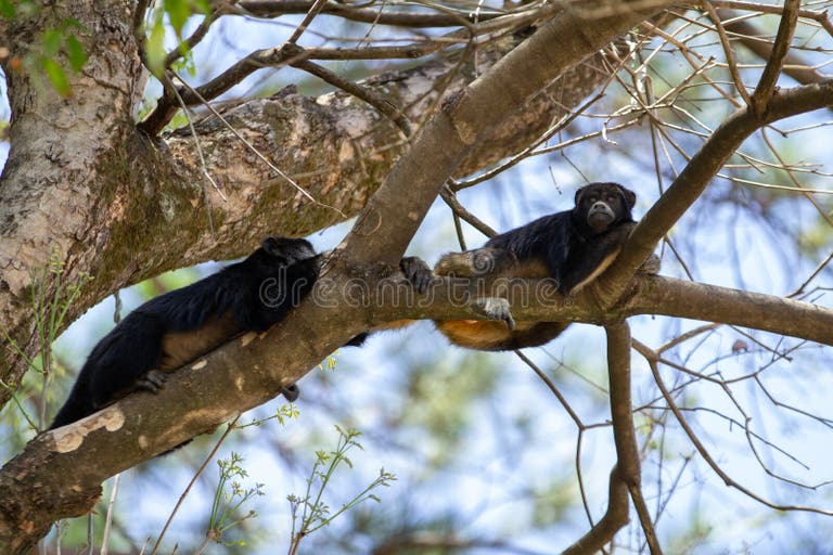 7,075 Monkeys Black Stock Photos - Free & Royalty-Free Stock Photos ...