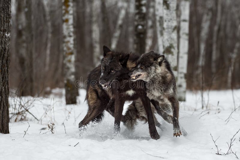 Two Black Phase Wolves Canis Lupus Scuffle Winter Stock Photo - Image ...