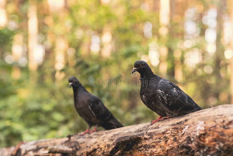 Two Pigeons Log Stock Photos - Free & Royalty-Free Stock Photos from ...