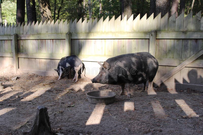 Two black pigs stock photo. Image of boar, domestic, tail - 61102332