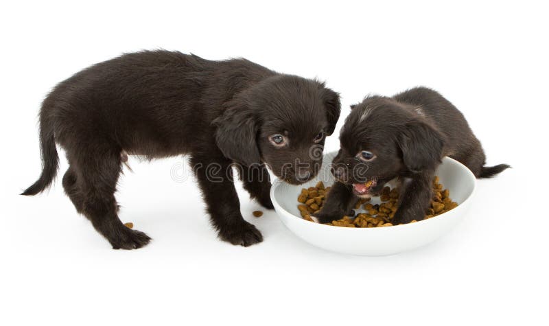 Two Black Puppies Fighting Over Food Stock Photo - Image of baby ...