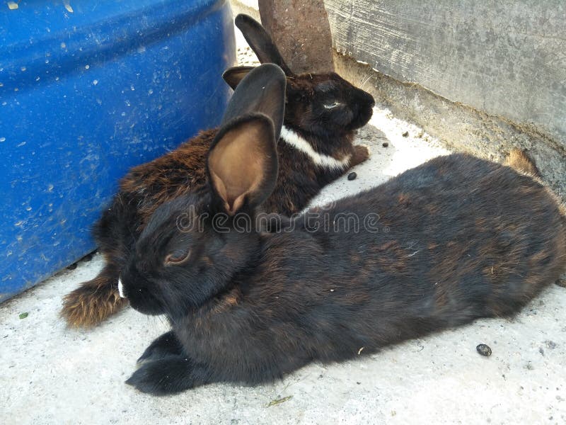 The two black rabbits stock image. Image of start, turned - 170812123