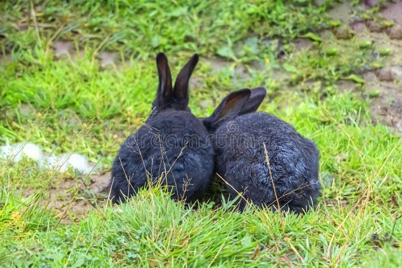 Two Black Rabbits are Sitting Backview on the Grass Stock Photo - Image ...