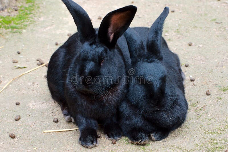 Two black rabbits stock image. Image of pets, couple - 84279197