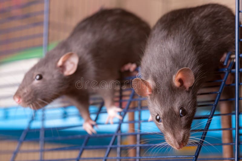 Out of a cage stock image. Image of claws, wire, tail - 3638155