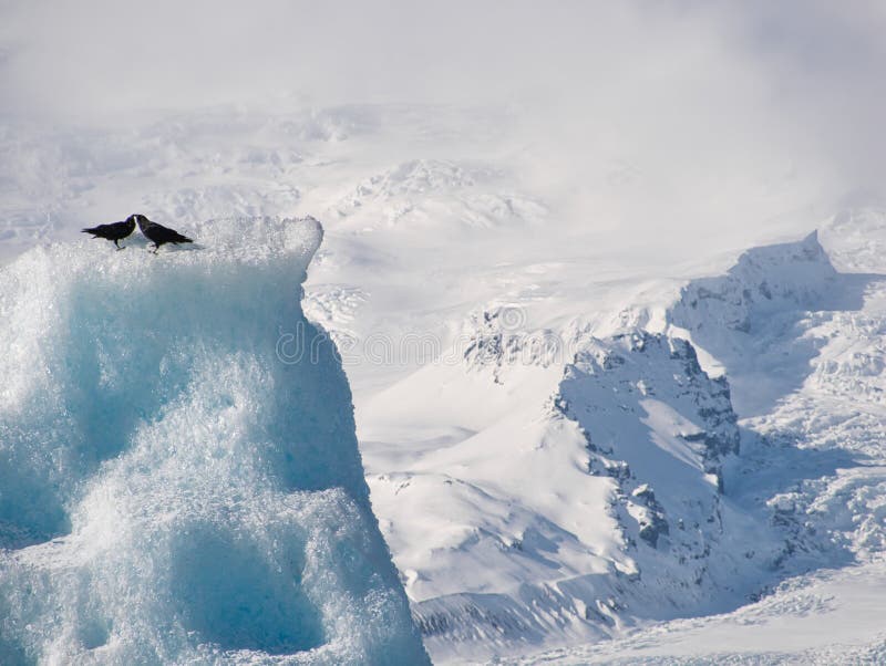 Two Black Ravens on an Ice Floe in Iceland Stock Image - Image of ...