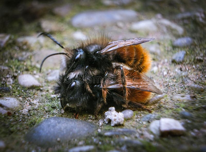 Two Black and Red Bees with Long Legs Resting on Rocks Stock Photo ...