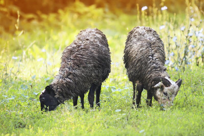 Two Black Sheep Graze the Green Grass Stock Image - Image of together ...