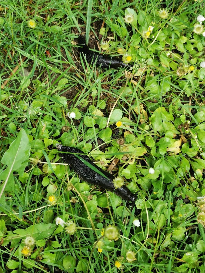 Two Black Slugs on Green Plants Stock Photo - Image of lawn, grass ...
