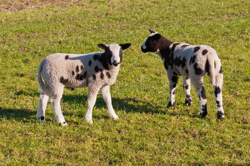 Spring Lambs stock photo. Image of farm, agriculture - 17203614