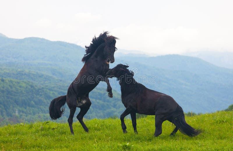Two black stallions stock photo. Image of black, agriculture - 31721214