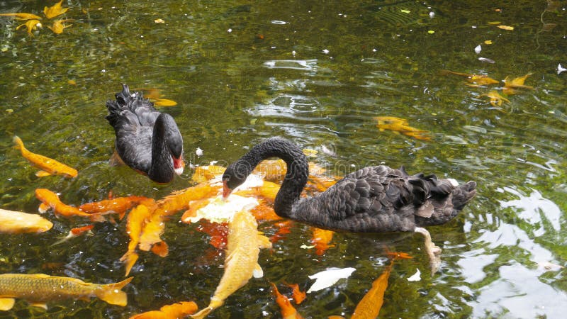 Two Black Swans are Fighting Over Food in the Fish Pond Stock Image ...