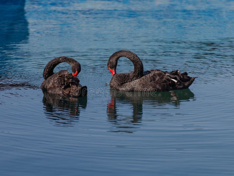 Two Black Swans in Sea Pool, Rear View Stock Photo - Image of bird ...