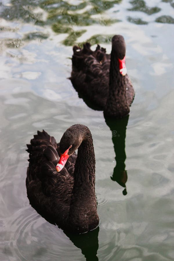 Two black swans stock image. Image of fauna, love, black - 66029677