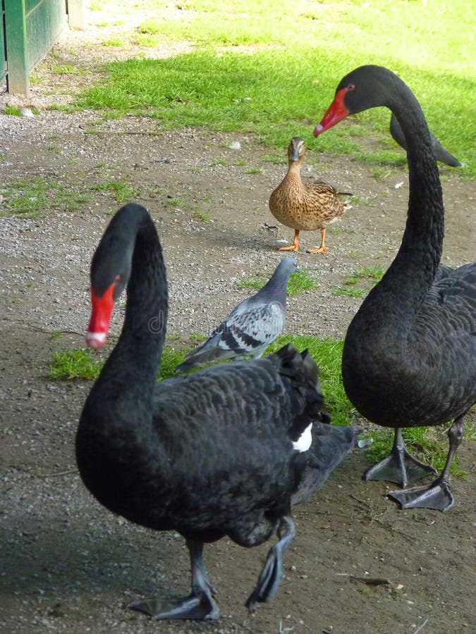 Two black swans stock image. Image of bird, animals - 173974575