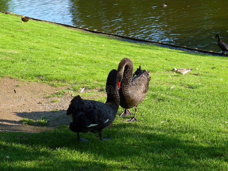 Two black swans stock image. Image of neck, swan, black - 137923767