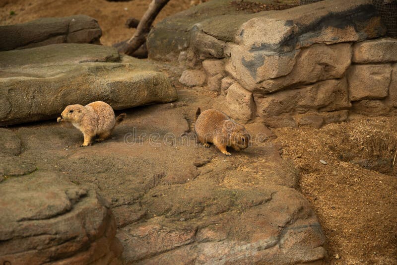 Two Black-tailed Prairie Dogs Sit on Rocks and Eat Stock Image - Image ...