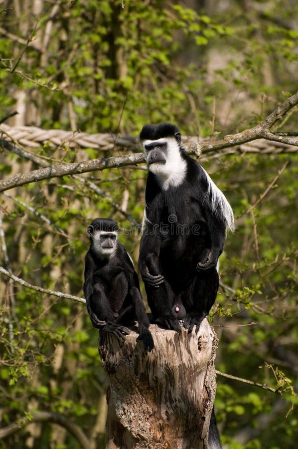 Two Black & White Colubus Monkeys Stock Image - Image of mammal ...