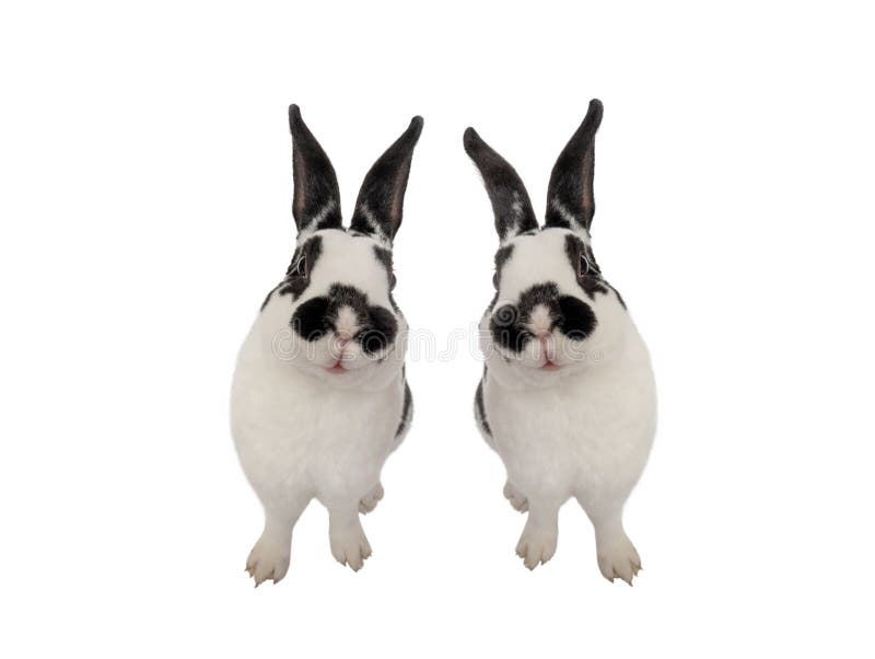 Two Black and White Rabbit on White Stock Image - Image of humor ...