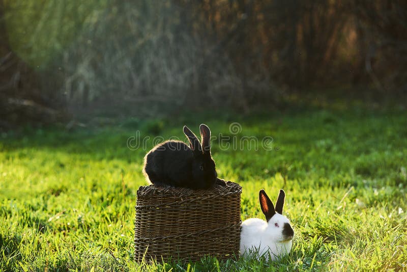 Two Black and White Rabbits in Green Grass Outdoor Stock Image - Image ...