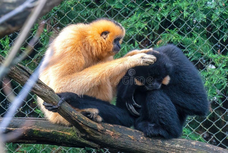 Two Black and Yellow Monkeys Resting Together on a Tree Branch Stock ...