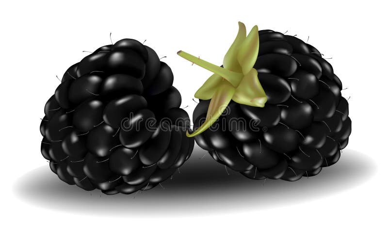 Two blackberries. stock vector. Illustration of blue - 15275758