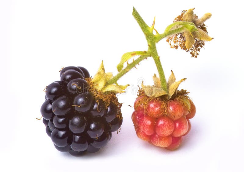 Two blackberries stock image. Image of tasty, branch, dark - 187137