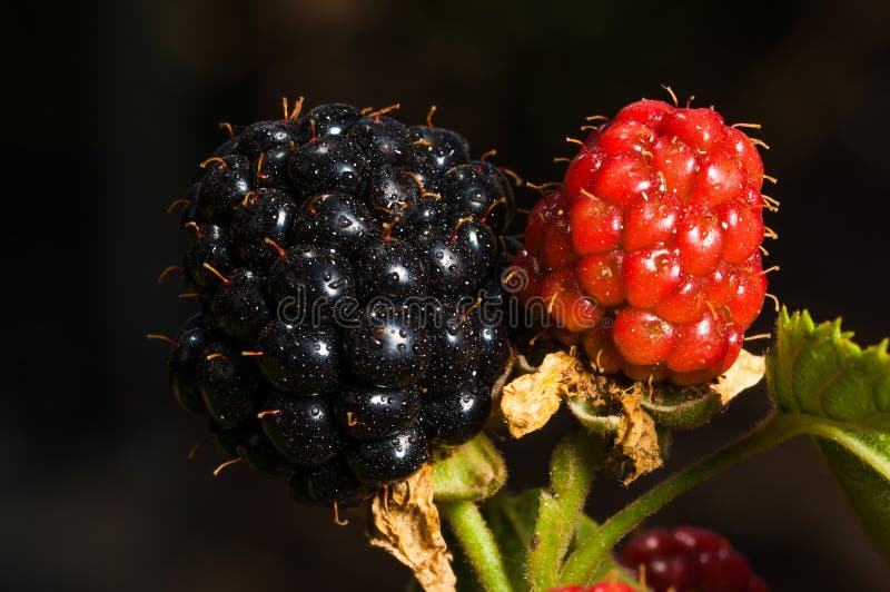 Two blackberries. stock photo. Image of vitamins, prickly - 41997682