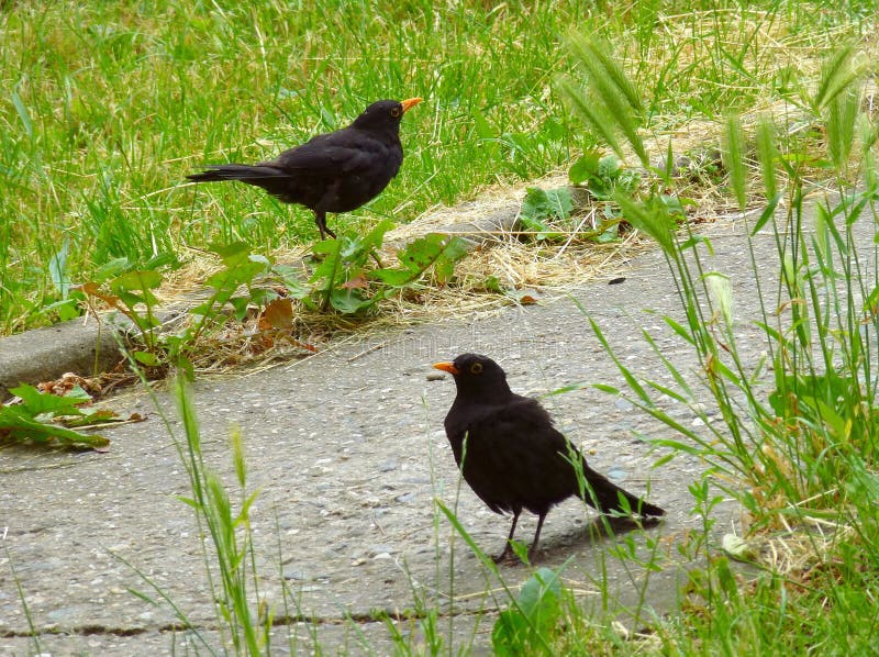 Two Blackbirds Standing Grass Stock Photos - Free & Royalty-Free Stock ...