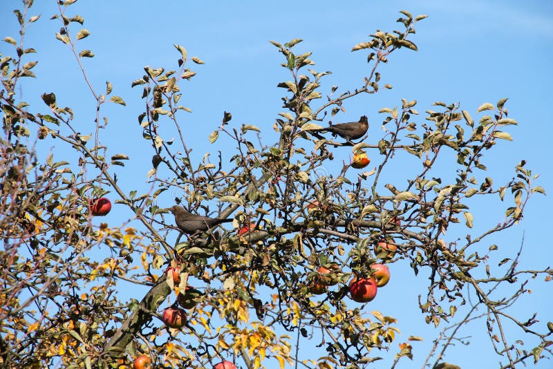 Blackbirds on the Apple Tree Stock Image - Image of synanthropic, fall ...