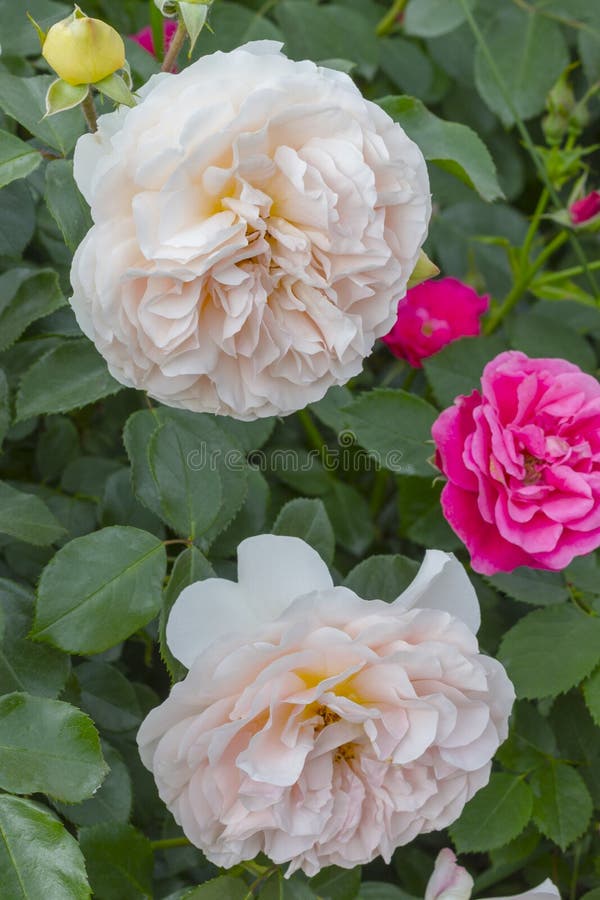 Two Blooming Buds of Light Roses Stock Image - Image of bouquet, bloom ...
