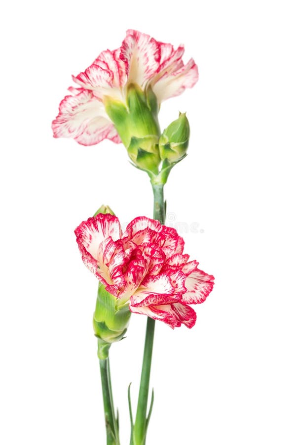 Long Stem Carnations White Stock Photos - Free & Royalty-Free Stock ...